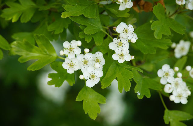 Păducelul – proprietăți și beneficii – Utilitatea Plantelor Medicinale